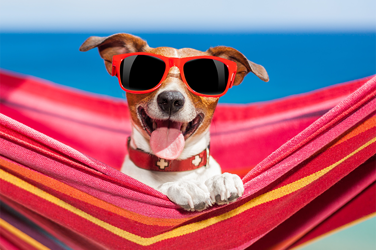 typical-costs-for-pet-adoption